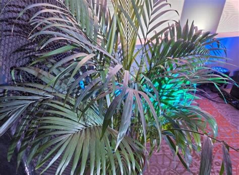 Oppo Find X Hands On It S All About Innovation And Design