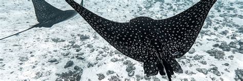 Vous Avez La Possibilité Daider Les Raies Léopard Profitez En Leffet Mer Guadeloupe