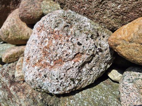 Coral Or Sponge R Fossilid