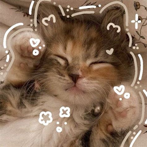 Cute Cat Photos Pfp Cite Cat Pfp Cute Cats Pfp Aesthetic Cute