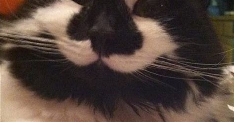 Tired Of The Grumpy Cat Album On Imgur