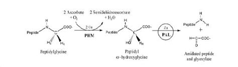 Amidation Reaction Catalyzed By Phm And Pal [21] Download Scientific