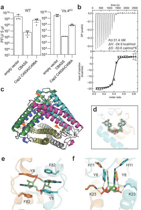 Vs4 Tightly Binds And Sequesters Cgamp A Viral Titers Of Wild Type