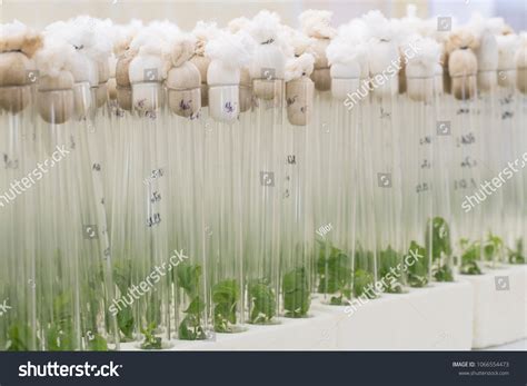 47 Imágenes De In Vitro Micro Propagation Imágenes Fotos Y Vectores