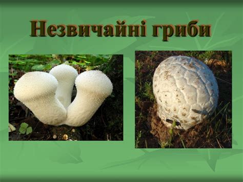 Презентація''Особливості будови грибів грибна клітина, грибниця ...