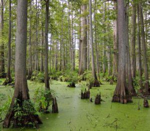Bald Cypress Grow Trees Blog