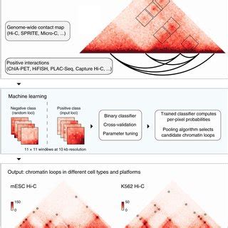 PDF A Supervised Learning Framework For Chromatin Loop Detection In Genome Wide Contact Maps