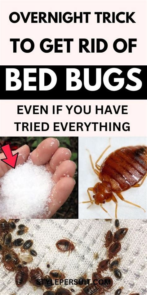 Get Rid Of Bed Bugs Signs Traps Killers And Repellents Stylepersuit