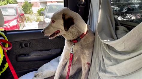ハマス襲撃で飼い主を失ったペットや家畜を保護保護団体が家々を回って捜索 ロイター映像ニュース Yahoo JAPAN