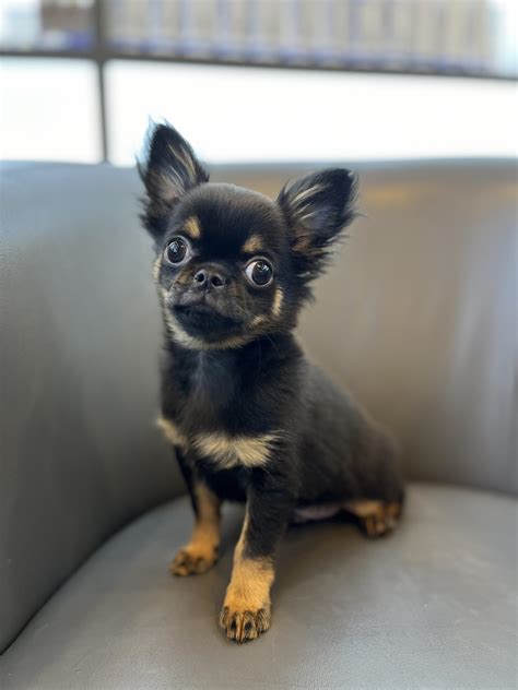 장모치와와 코코 코카스파니엘분양가격 폼스키분양가격 폼치분양가격 폼피츠분양가격 푸숑분양가격 고양이분양가격 랙돌분양가격 러시안블루분양가격 먼치킨분양가격 브리티쉬숏헤어분양가격