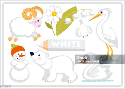 색상 학습을 위한 화이트 컬러 만화 삽화 아이들을 위한 귀여운 흰색 물건 숫양 양 왜가리 백조 북극곰 은방울꽃 카모마일 마늘