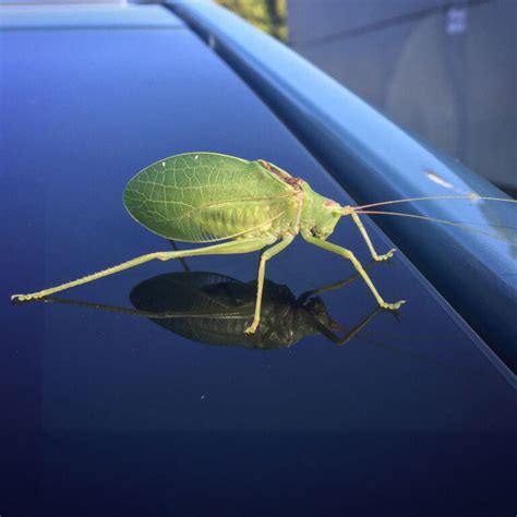 Katydid Middle Way Nature Reserve