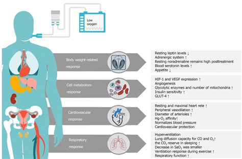Effect Of Hypoxic Exposure On The Physiological Response To Exercise Download Scientific
