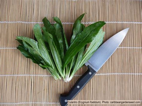 Culantro
