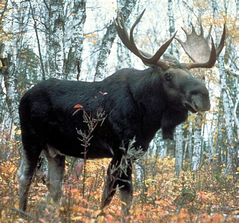 18 Interesting Facts About Moose Kickassfacts