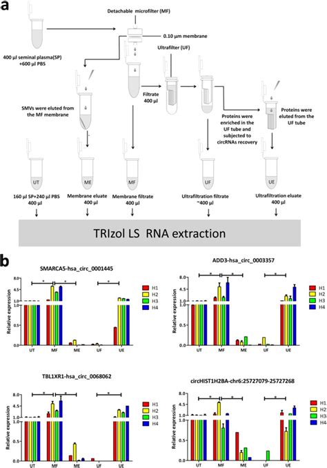 Identification And Characterization Of Human Testis Derived Circular RNAs And Their Existence In