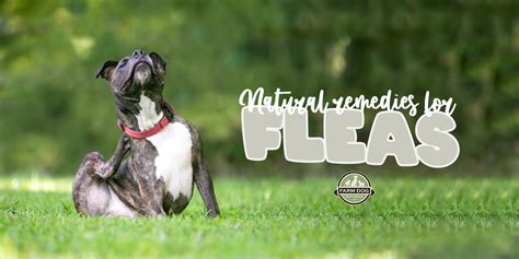 Is Garlic Good For Dogs To Get Rid Of Fleas