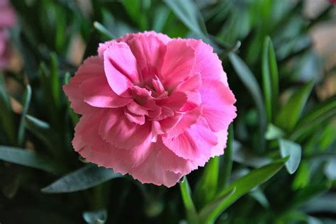 Carnation Flower Plant Pink Free Photo On Pixabay