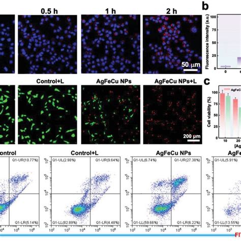 A Fluorescence Images And B The Corresponding Quantification Of The Download Scientific