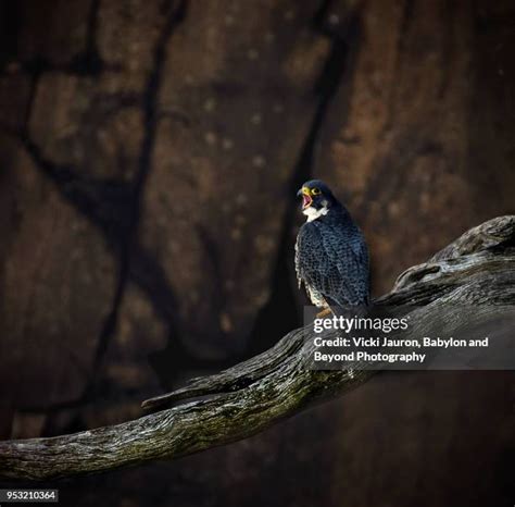 Hawk Squawk Photos And Premium High Res Pictures Getty Images