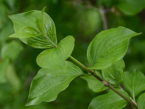 Cornus Mas