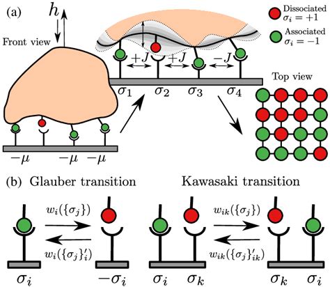 Coarse Grained Model For The Cooperative Association Or Dissociation Of