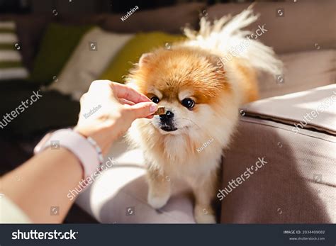 97848 새끼 소 이미지 스톡 사진 및 벡터 Shutterstock