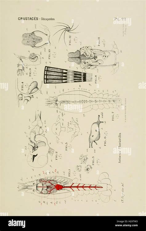 This Plate From The Atlas Of Comparative Anatomy Of Invertebrates Presents Detailed Anatomical
