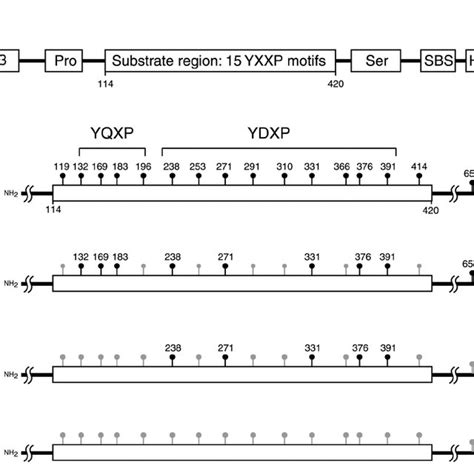 Schematic Representation Of Wild Type And Mutant Cas Proteins Download Scientific Diagram