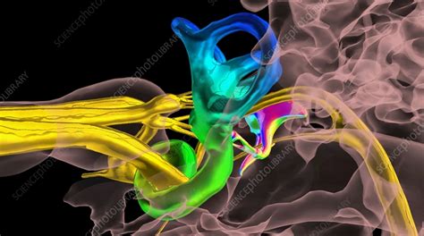 Ear Anatomy 3d Ct And Mri Scans Stock Image C0585002 Science