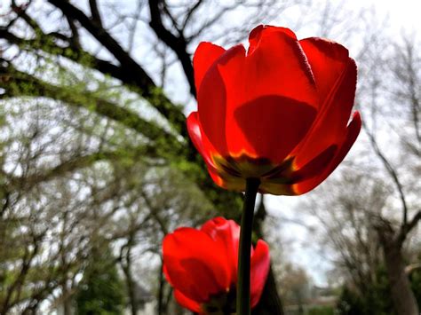 Tulip Tip Photograph By Caitlin Blanton Fine Art America