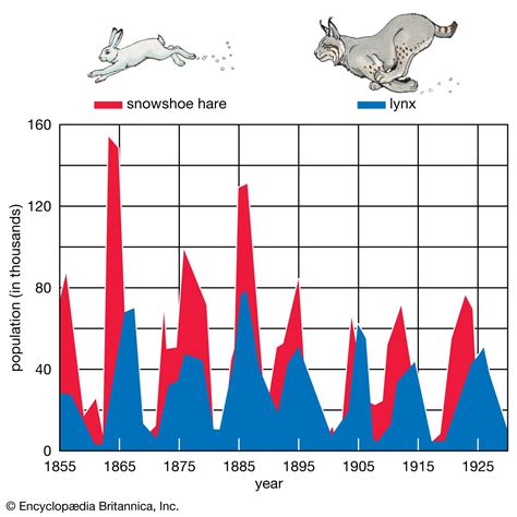 population ecology growth dynamics calculation britannica