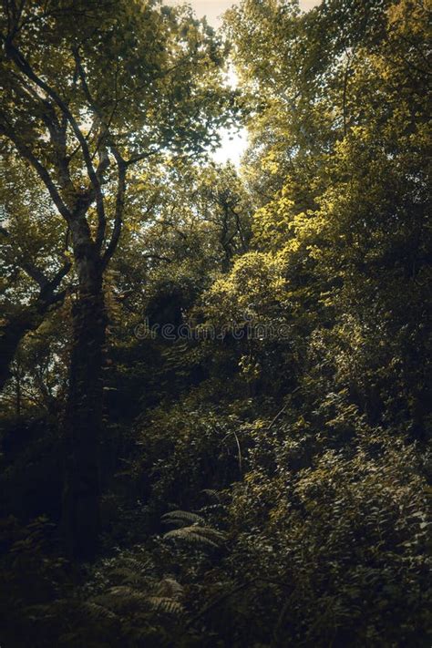 The Light Of The Sun Filtering With The Trees Stock Image Image Of Tree Trres 165340597
