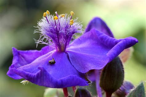 Spiderwort Flowers Description Major Species And Facts Britannica