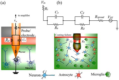 Sensors Free Full Text Recent Advancements In Graphene Based Implantable Electrodes For