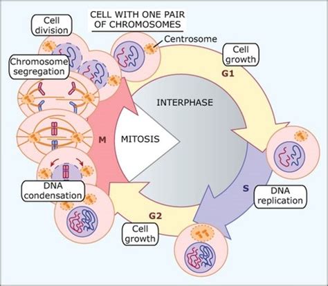 Exam 3 Cell Cycle Flashcards Quizlet