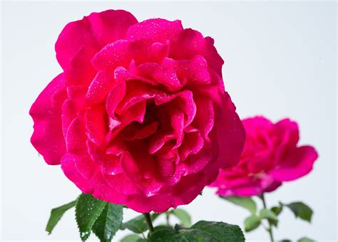 Rose Velasquez - Rosa Velasquez günstig kaufen