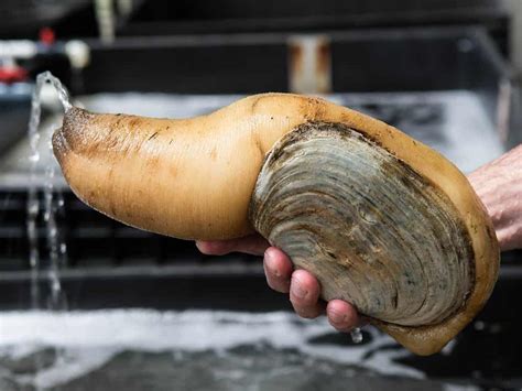 Scopri Il Geoduck Più Grande Del Mondo