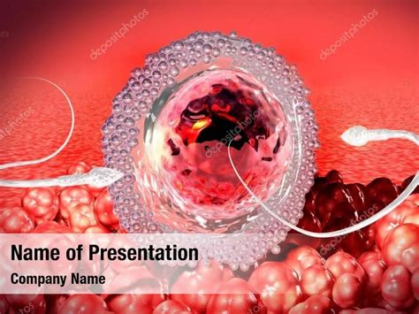 Ppt Spermatogenesis Powerpoint Presentation Free