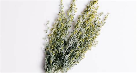 Have You Ever Tasted Genepi Drink