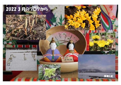 今年の冬は格別に雪の多い年でしたので雪が解け草花が芽を出し花が咲く3月は待ちに待った季節でした：マーちゃんの花ごよみ