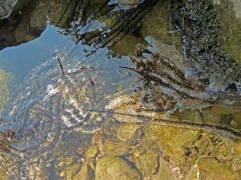 Orchidsnature And My Outdoor Life Toad Spawn In The River