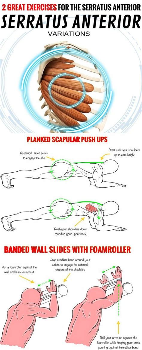 Three Ways To Target The Serratus Anterior And Strengthen It For A Better Workout Artofit