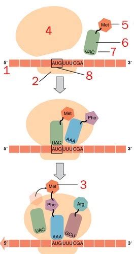 Unit 6 Codon Diagram Diagram Quizlet
