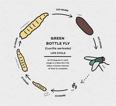 Smell That Its Forensic Entomology At The Body Farm