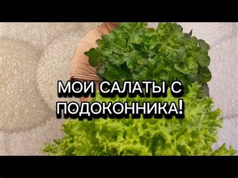 🥬САЛАТЫ ХЬЮДЖИН И ВУЛСИНИ👍🔥Я ИХ ВЫРАСТИЛА ЗА 2 МЕСЯЦА, В КВАРТИРЕ НА ...