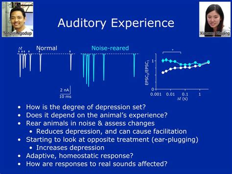 Ppt Neuronal Computation In The Auditory Brainstem Powerpoint