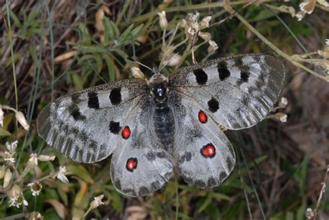 European Lepidoptera And Their Ecology Parnassius Apollo