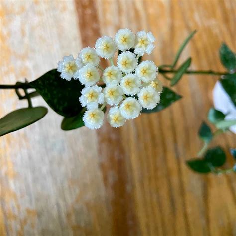 First Hoya Blooms 🥹 Even Better Theyre On My First An