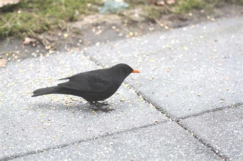 Sneuper: Zingende Merel